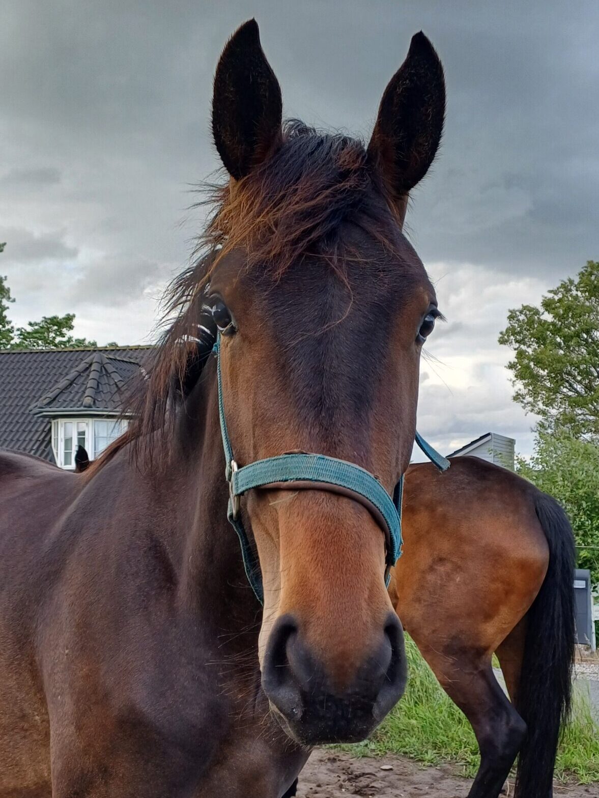 TIL SALG – STALD LANGESKOV